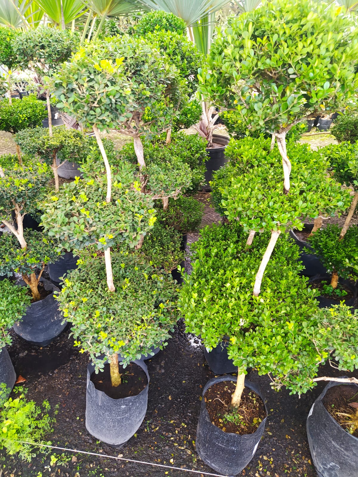 Jardinería Diseño y Soluciones Gálvez